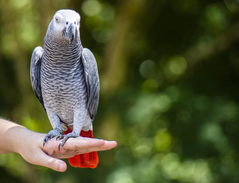 The African Grey Parrot: A Marvel of Intelligence and Companionship ...
