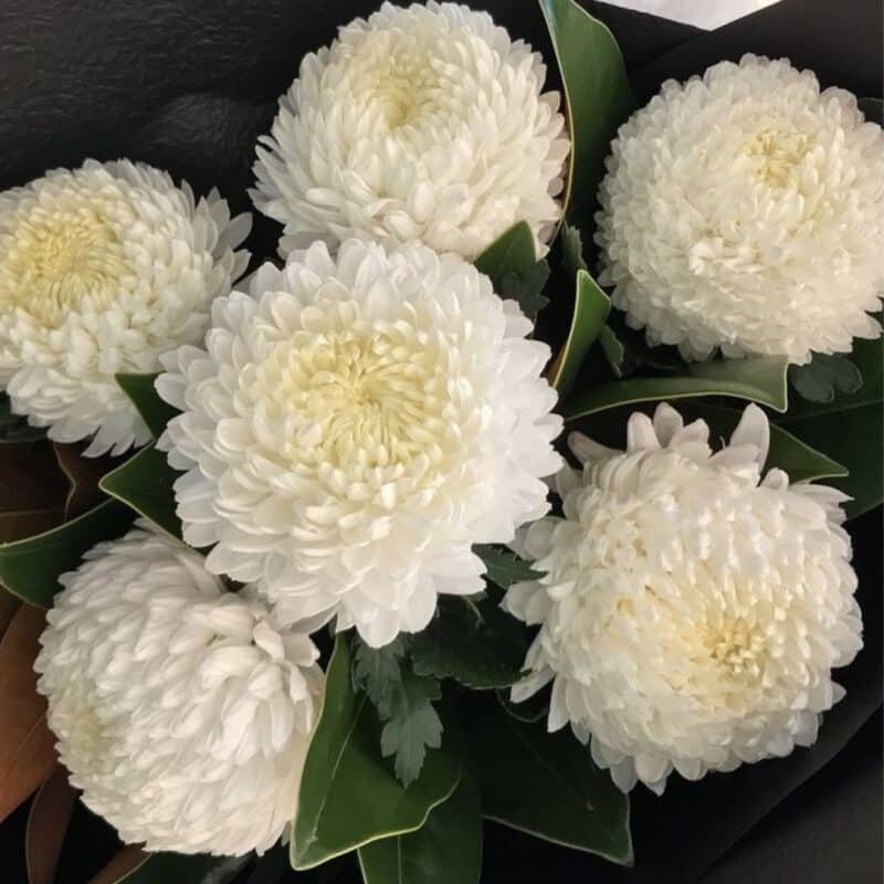 Chrysanthemum - disbud - FlowerFeathers