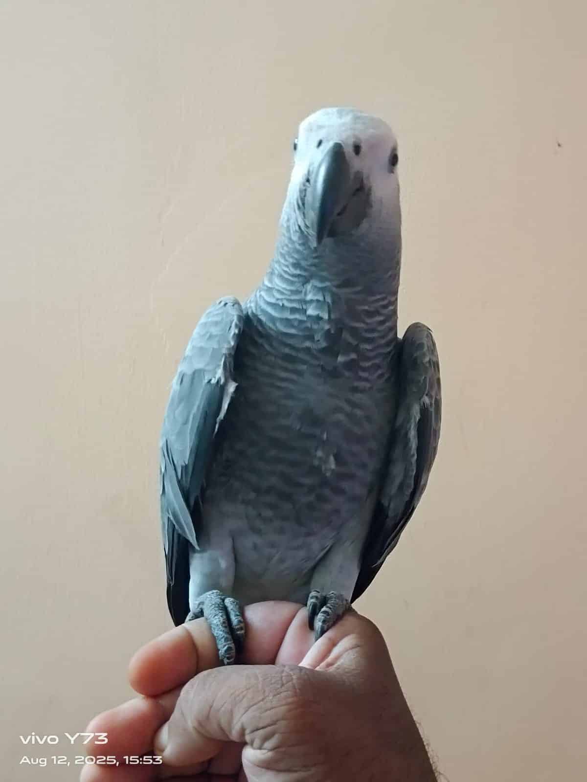 The African Grey Parrot: A Marvel of Intelligence and Companionship ...